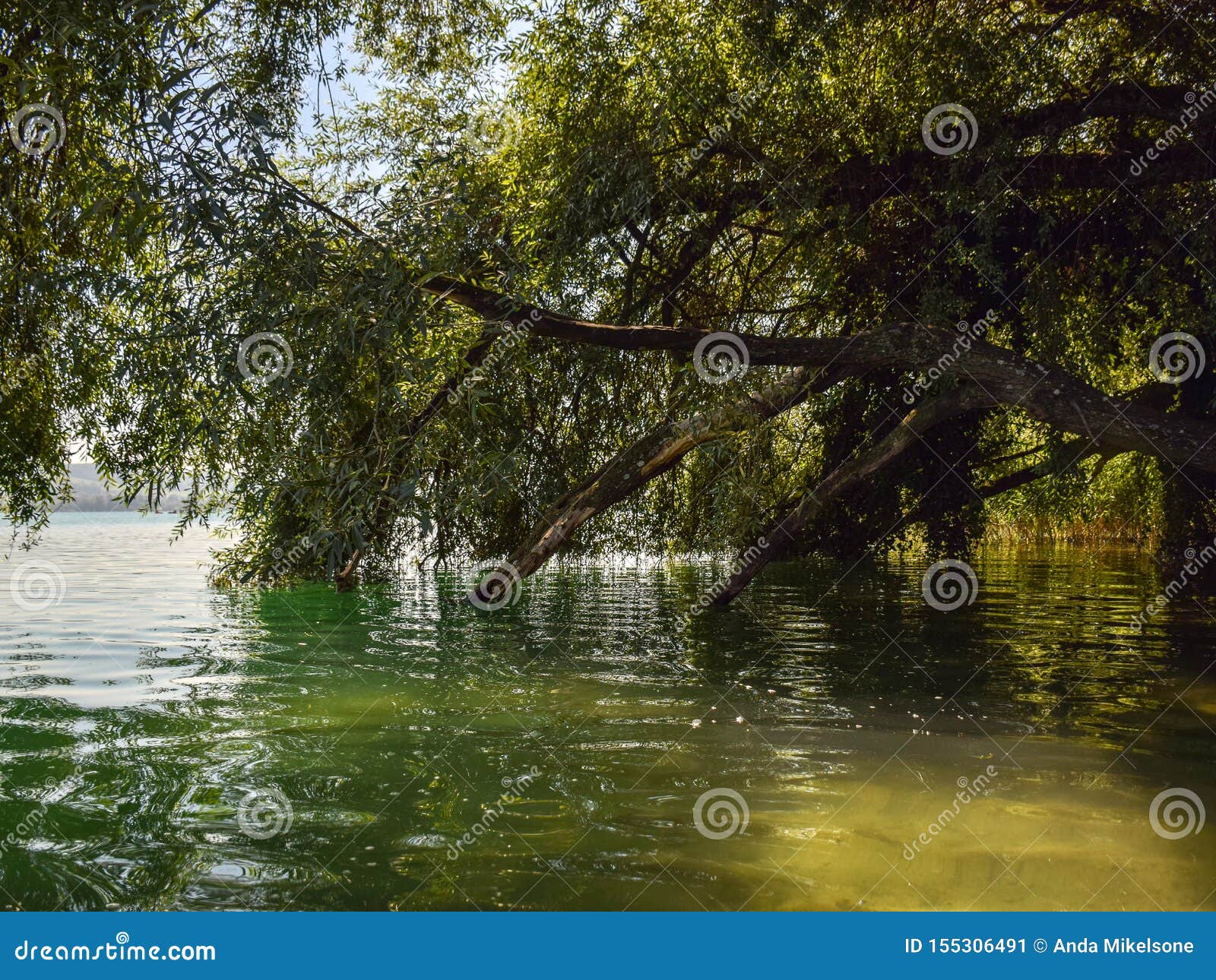 Sunbeams Shine Under Tree Branches, Stock Image - Image of rive, rural ...