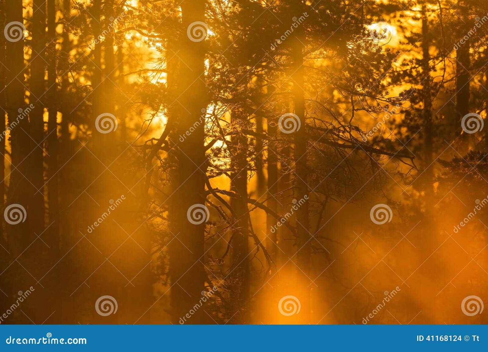 Sunbeams Shining through the Mist Stock Photo - Image of dusk, forest ...