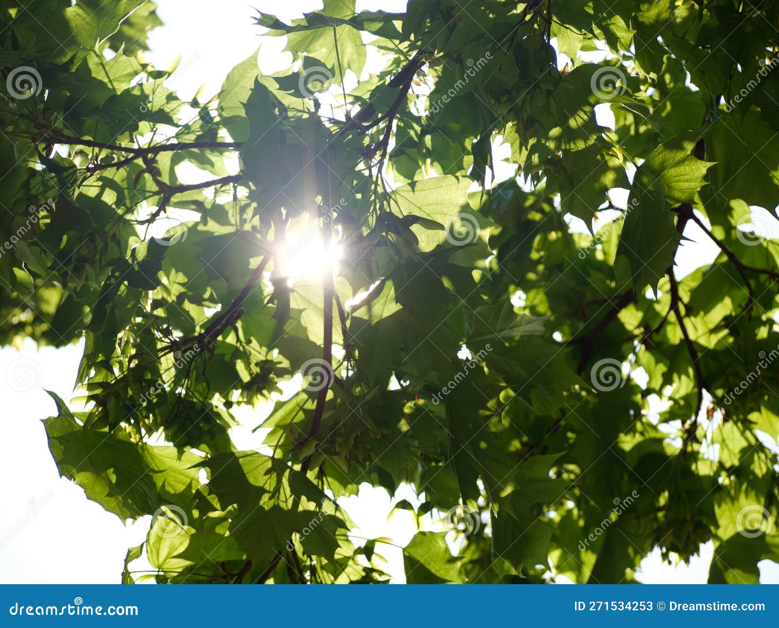 Sunbeams Shining through Tree Leaves Stock Image - Image of nature ...