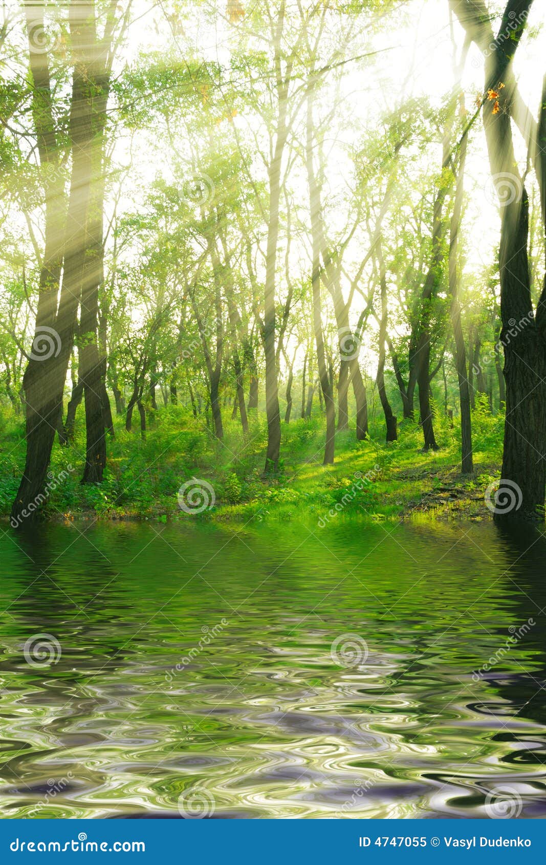 Sunbeams in spring forest stock image. Image of color - 4747055