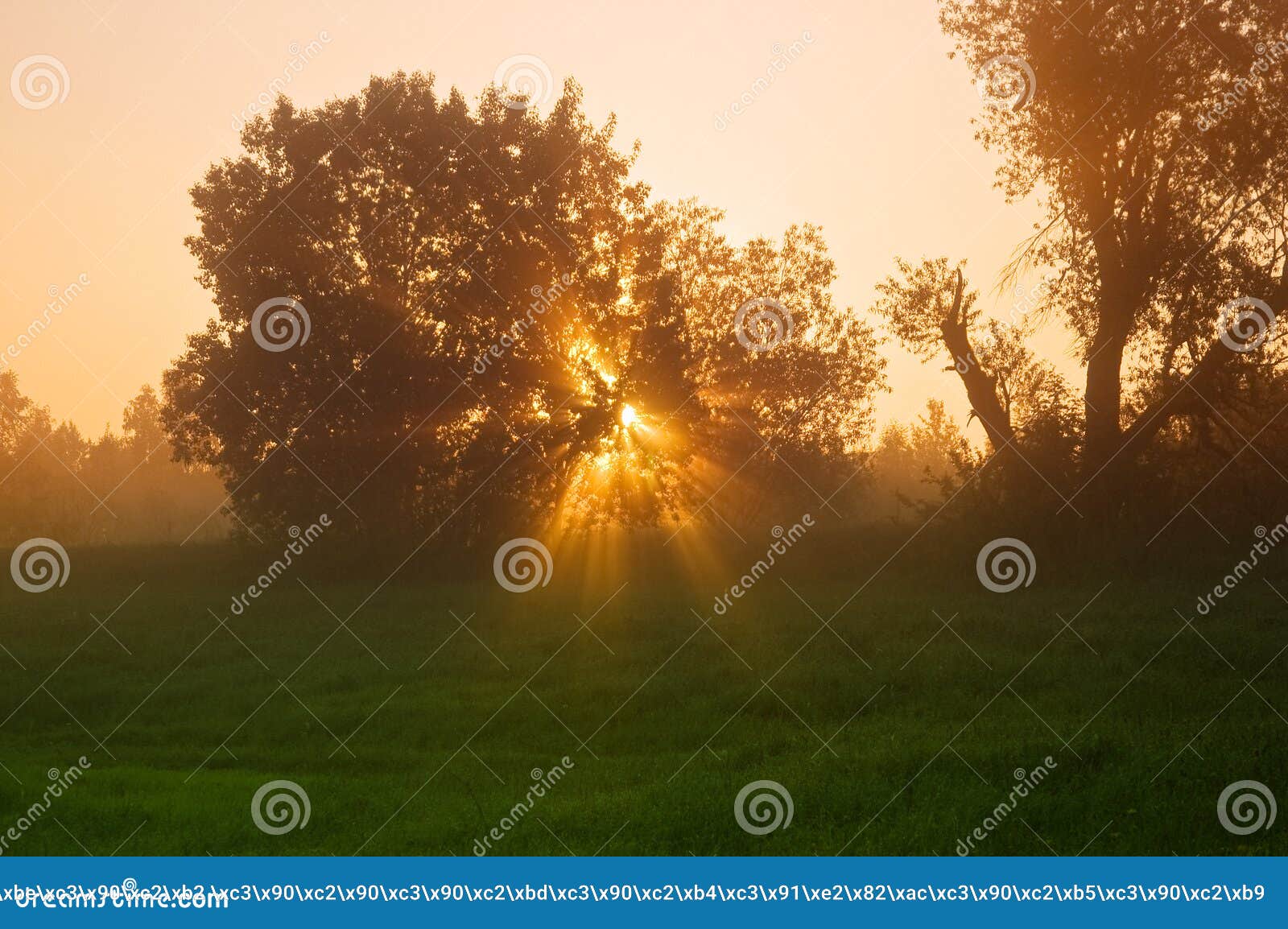 Sunbeams in the Spring Woods Stock Photo - Image of woods, sunbeam: 9512792