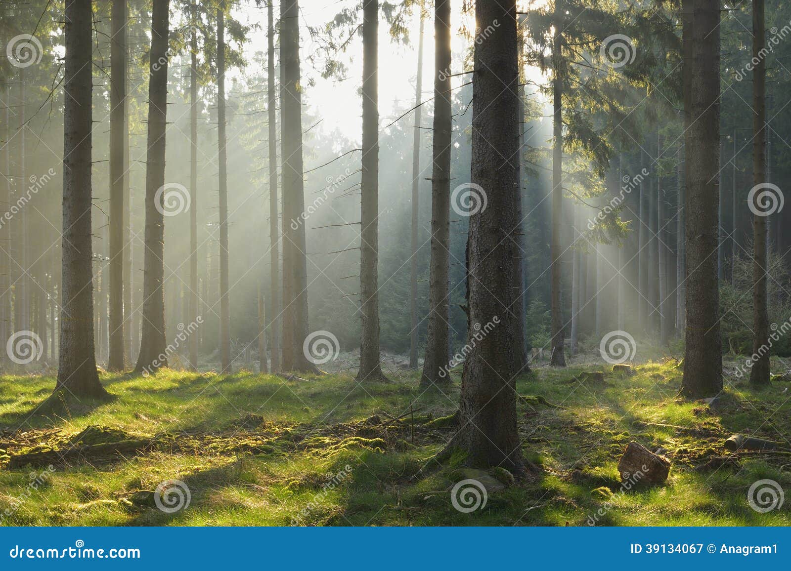 Sunbeams in Spruce Forest stock image. Image of growth - 39134067