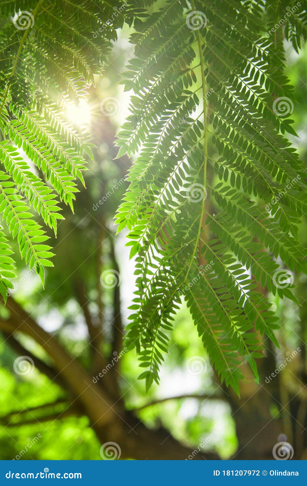 Sunbeams Streaming through Dangling Jacaranda Tree Branches with Green ... Sunbeams Streaming through Dangling Jacaranda Tree Branches with Green ...