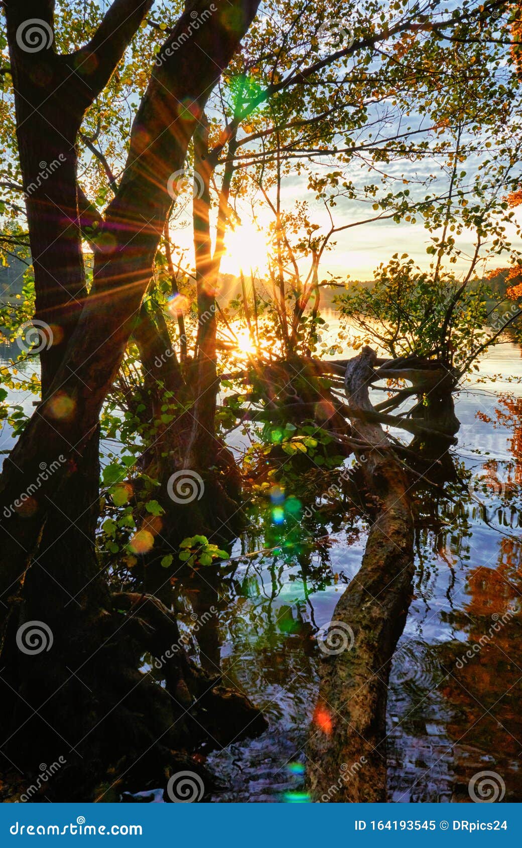 Sunbeams through the Tree at the Lake Stock Image - Image of wood ...