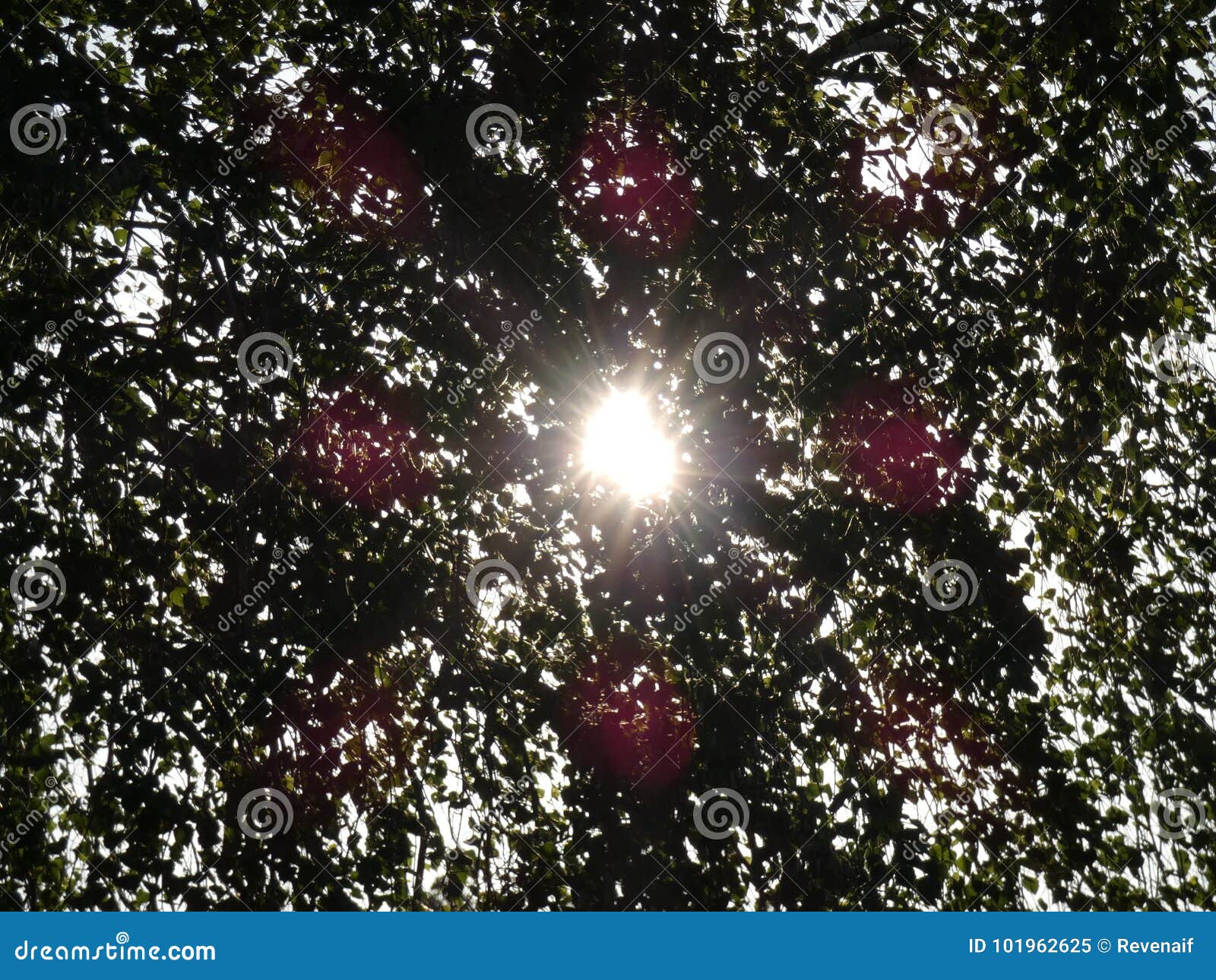 Sunbeams through Tree Leaves Stock Image - Image of birch, bark: 101962625