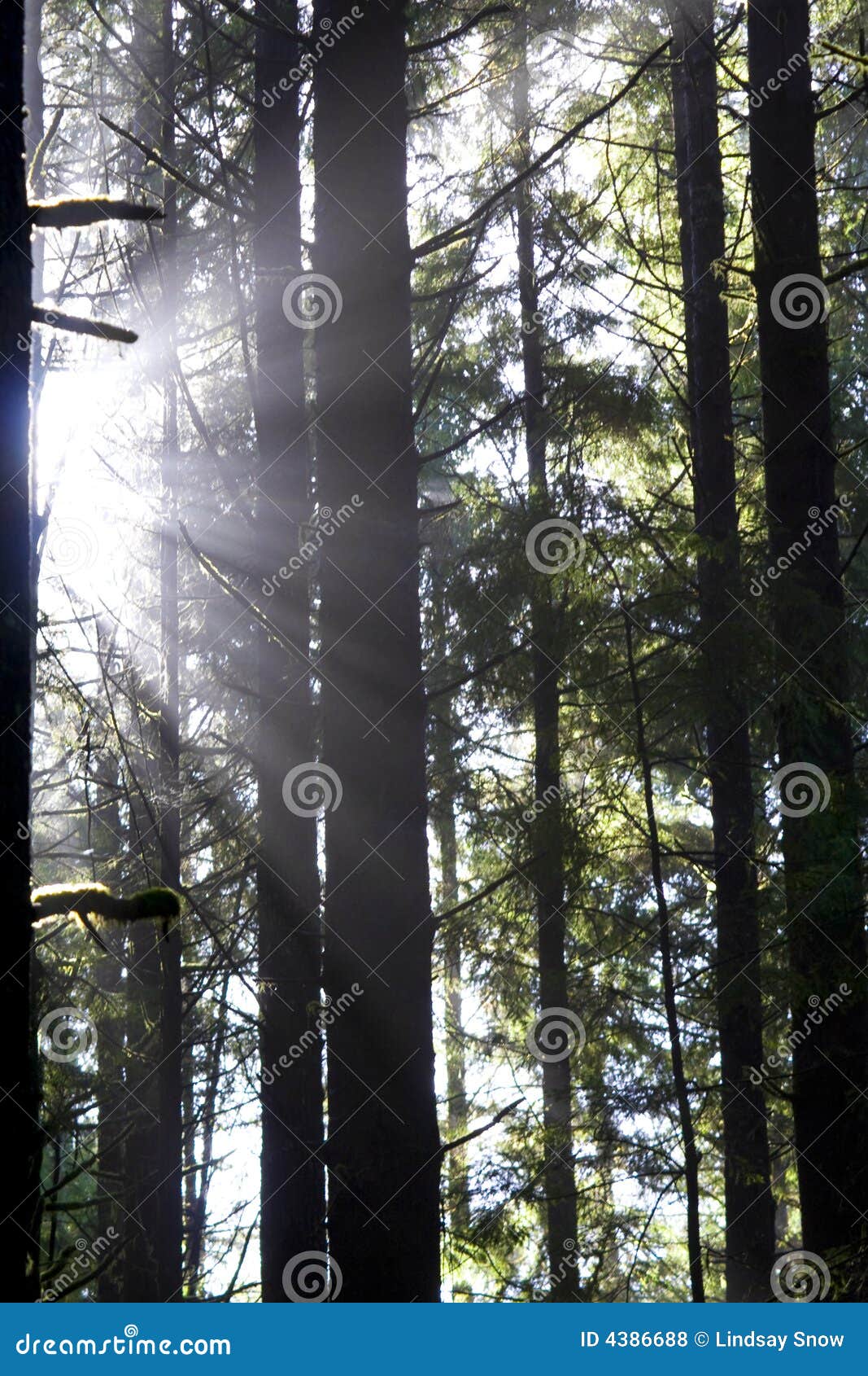 Sunbeams through the trees stock photo. Image of branches - 4386688
