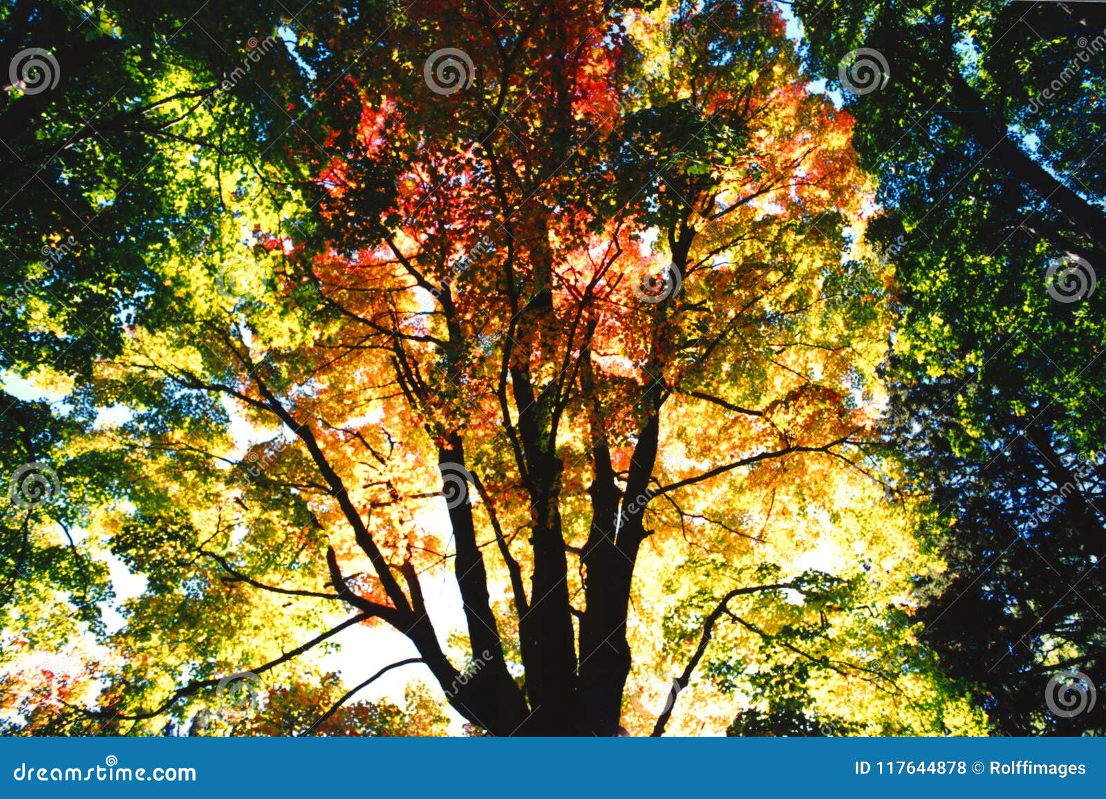 Sunbeams through the trees stock photo. Image of nature - 117644878