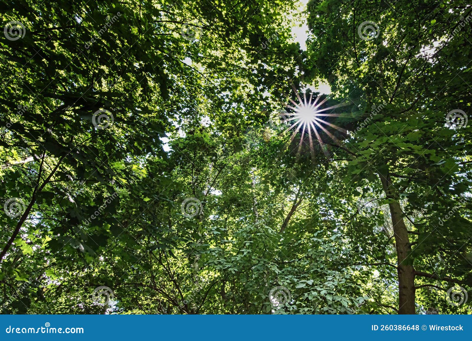 Sunbeams through the Trees in the Forest. Stock Photo - Image of summer ...