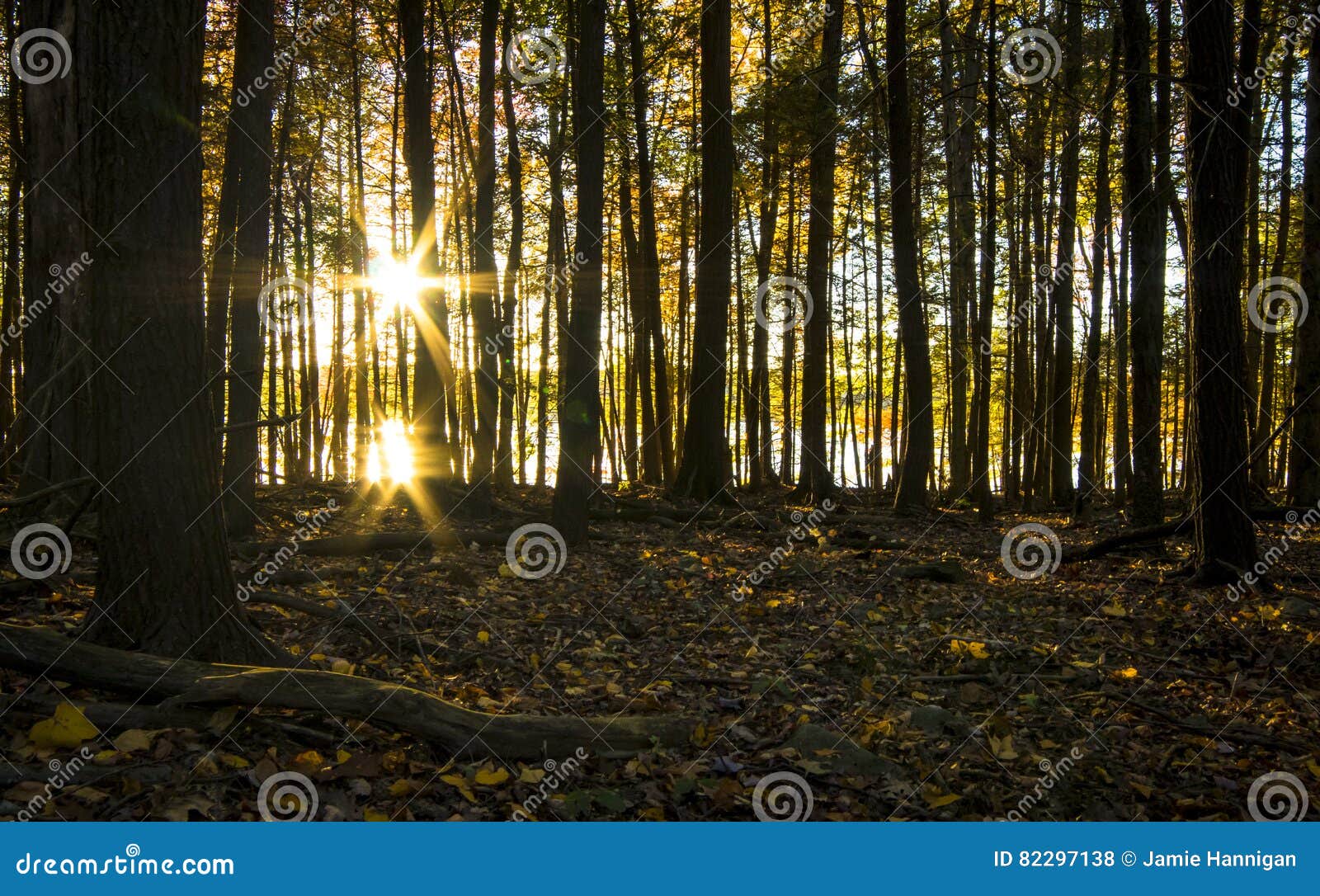 Sunbeams through the trees stock photo. Image of sunshine - 82297138