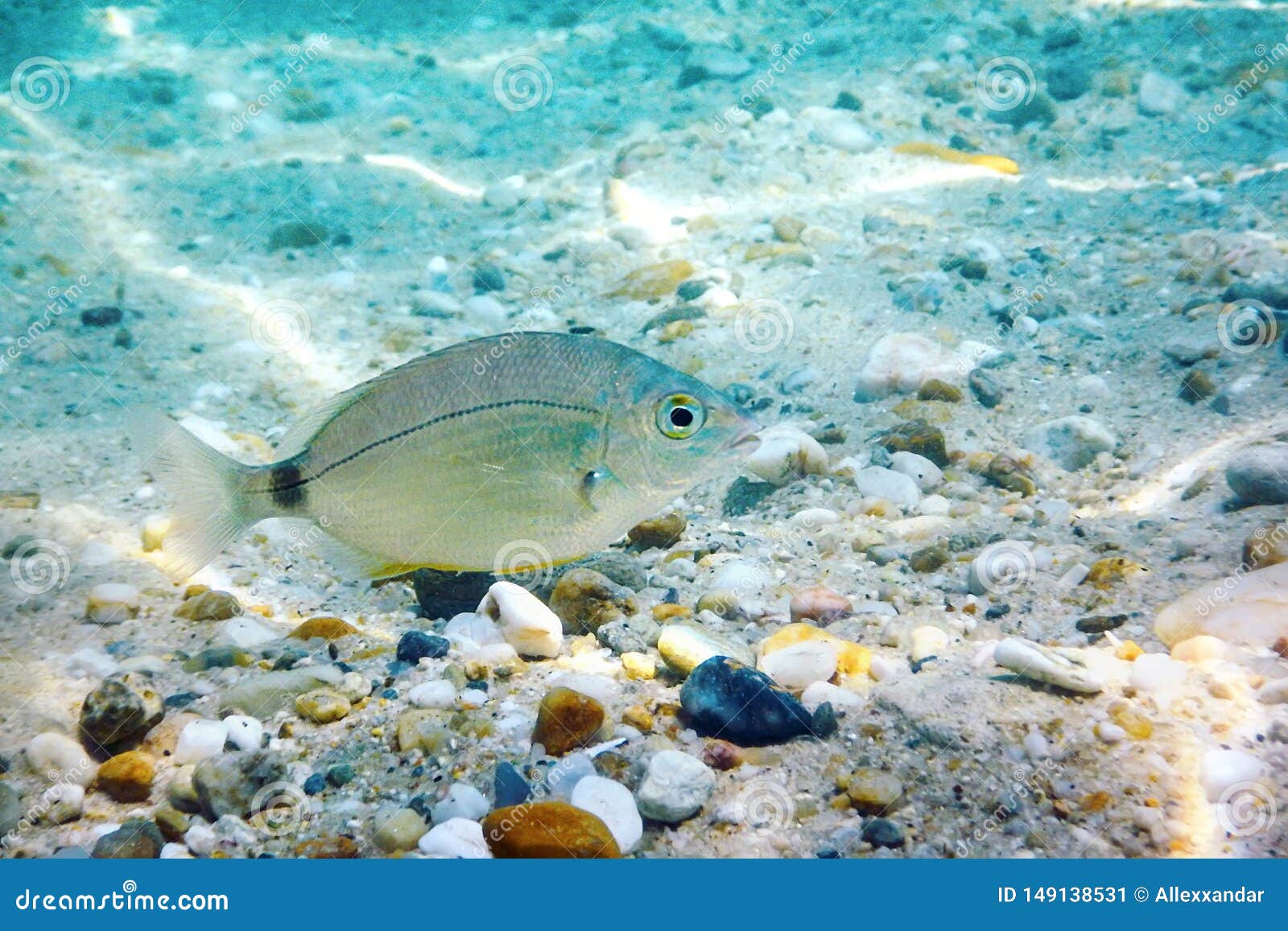 Sunbeams Underwater Rocks and Pebbles on the Seabed Swimming Fish Stock ...