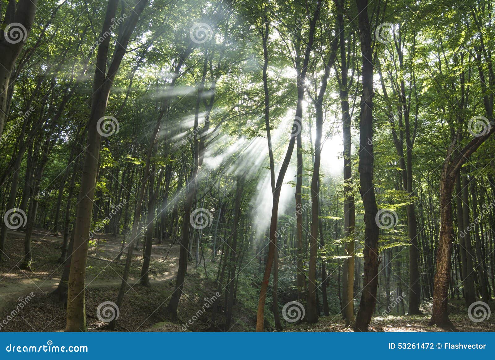 Sunbeams in Woods. Sun Rays Stock Photo - Image of light, landscape ...
