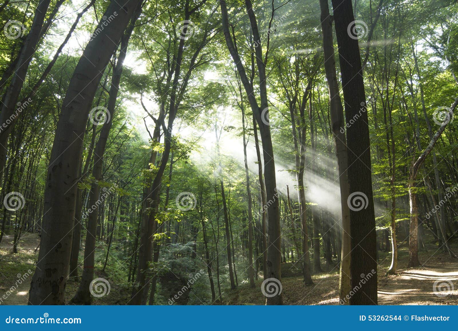 Sunbeams in Woods. Sun Rays Stock Photo - Image of nature, sunbeams ...