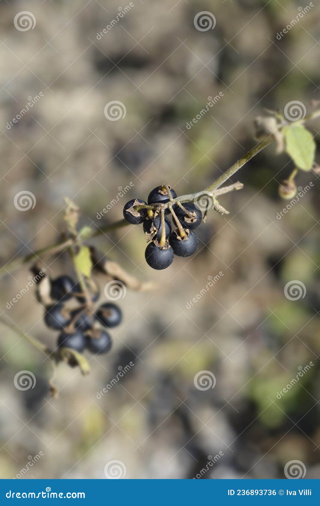 Sunberry stock photo. Image of garden, outdoors, sunberry - 236893736