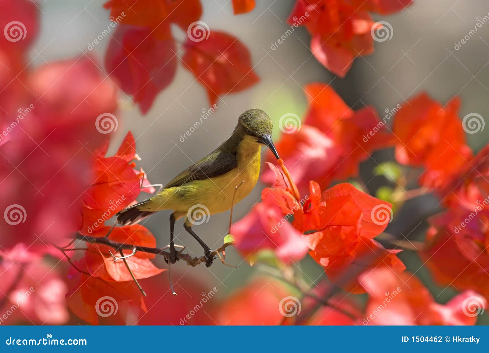 Sunbird stock photo. Image of yellow, pollen, nature, bird - 1504462