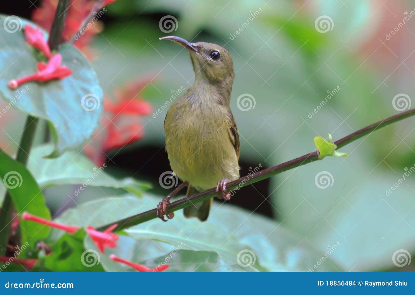 Sunbird stock photo. Image of exotic, wildlife, nature - 18856484