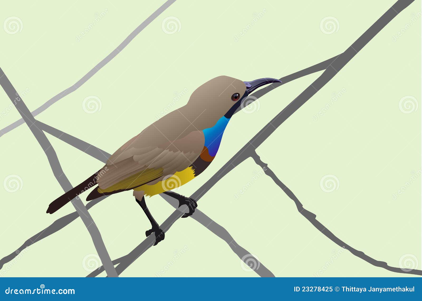 Sunbird stock illustration. Illustration of avian, nature - 23278425