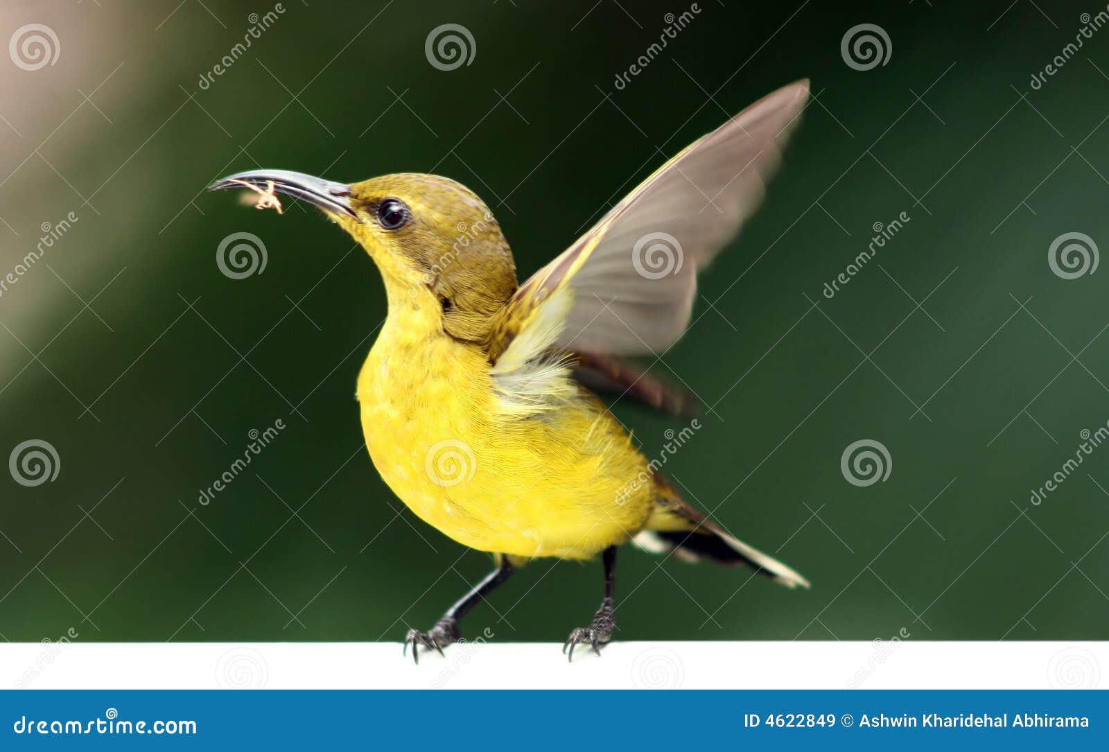 Sunbird Royalty-Free Stock Image | CartoonDealer.com #137986816