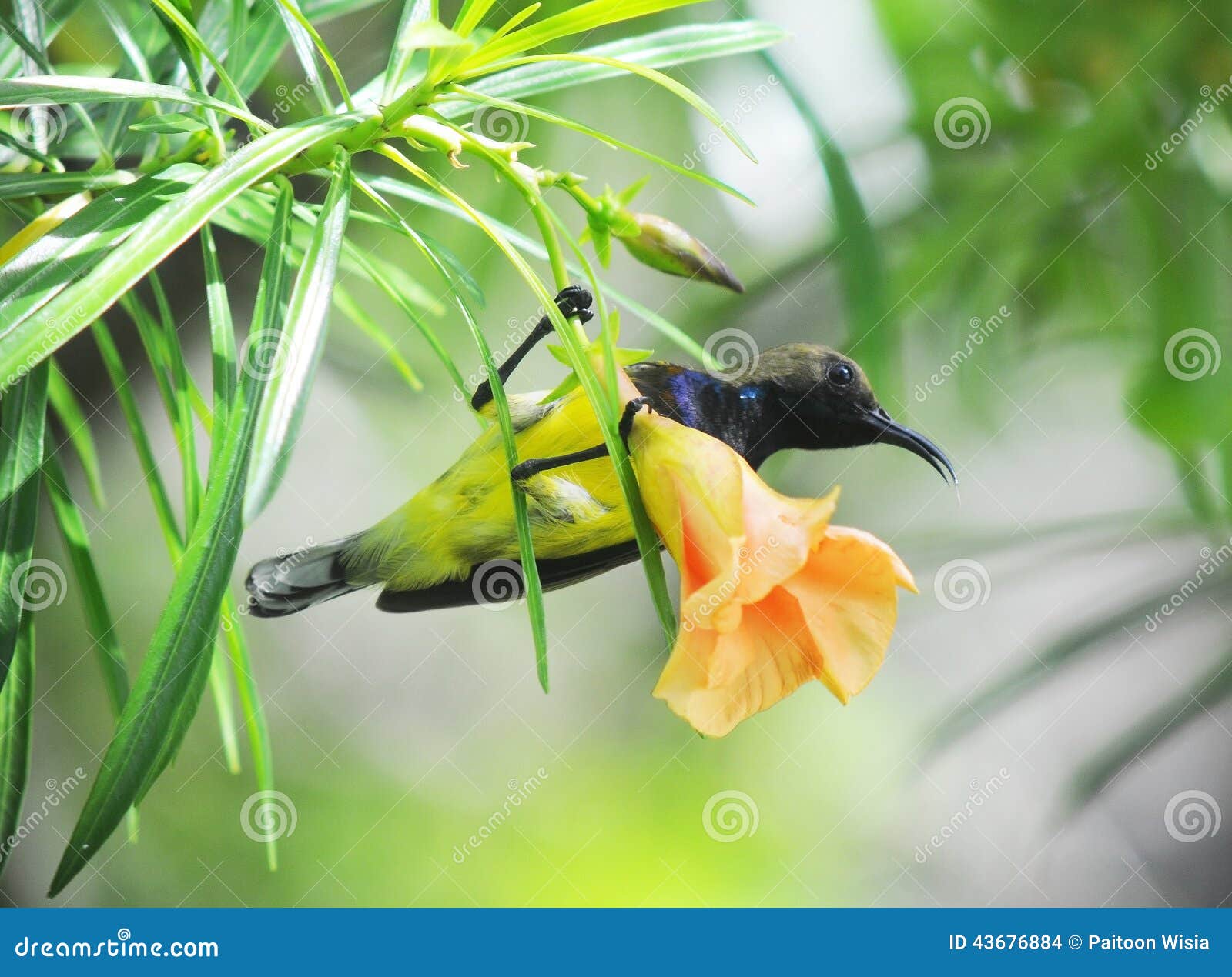 Sunbird Cute Bird in the Garden Stock Photo - Image of bird, nature ...