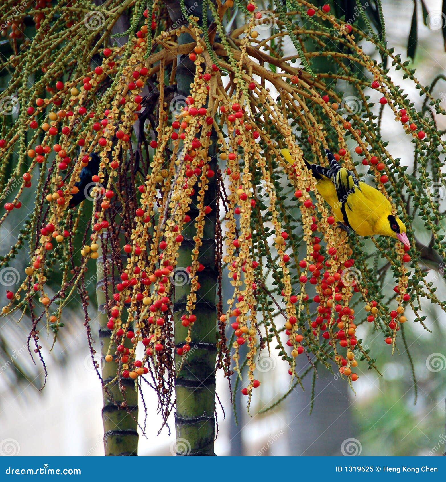 Sunbird eating fruits 3 stock image. Image of yellow, display - 1319625