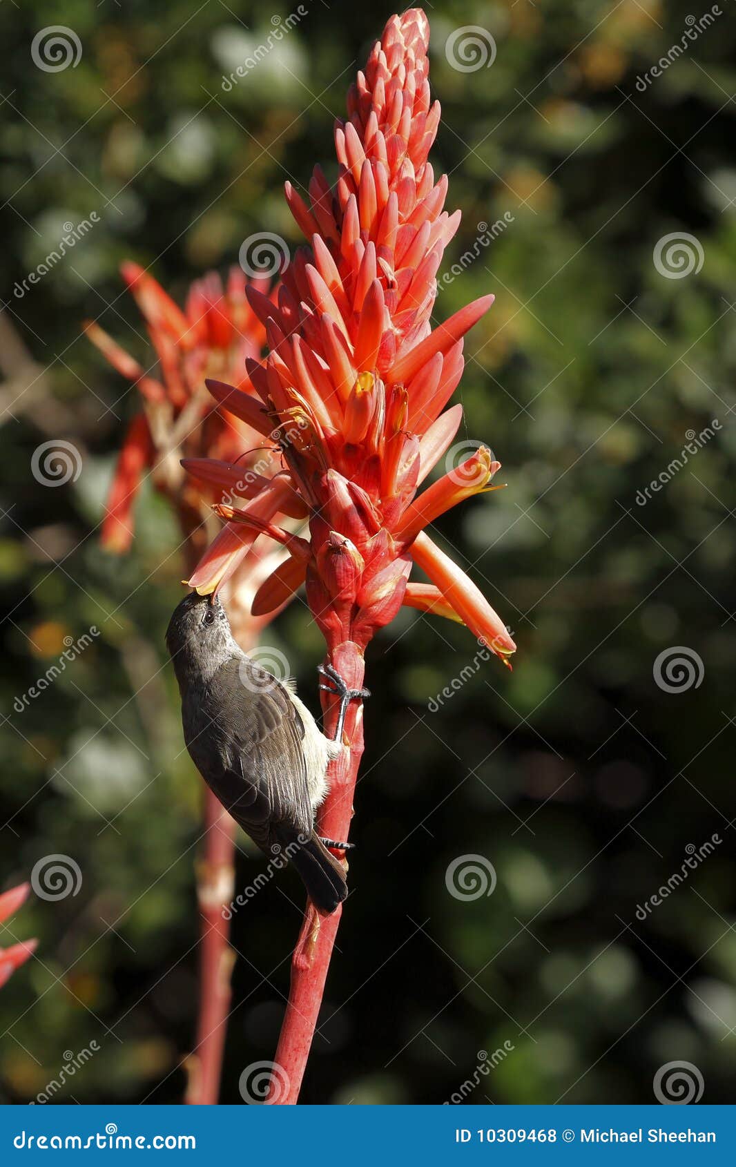 Sunbird feeding stock photo. Image of drinking, feathers - 10309468