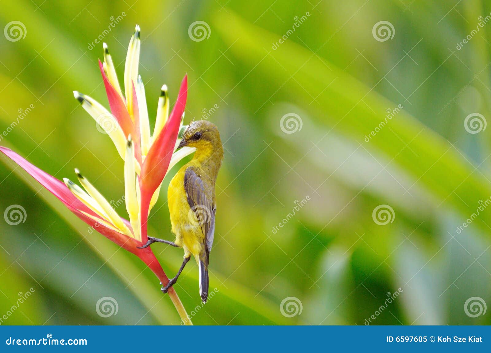 Sunbird On Flower Picture. Image: 6597605