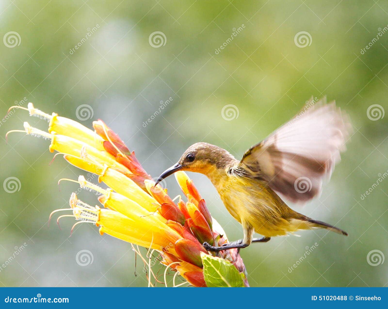 Sunbird stock photo. Image of beak, beautiful, sunbird - 51020488