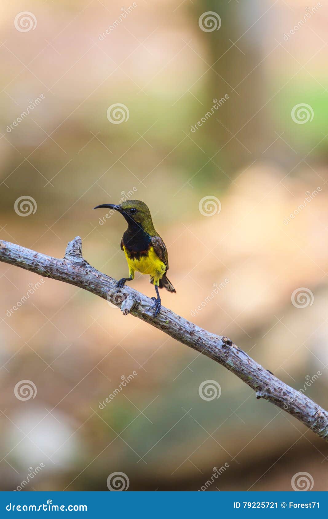 Sunbird Oliva-di Appoggio, Sunbird Codardo Immagine Stock - Immagine di ...