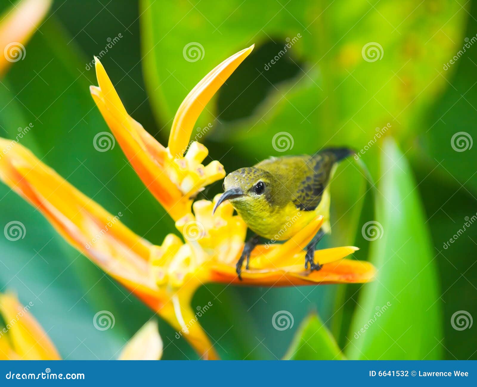 SUnbird Among The Heliconia Royalty-Free Stock Photography ...