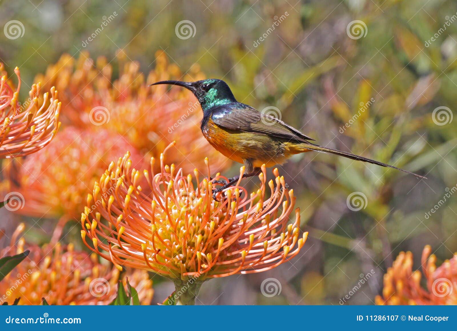 Sunbird Stock Image | CartoonDealer.com #153480061