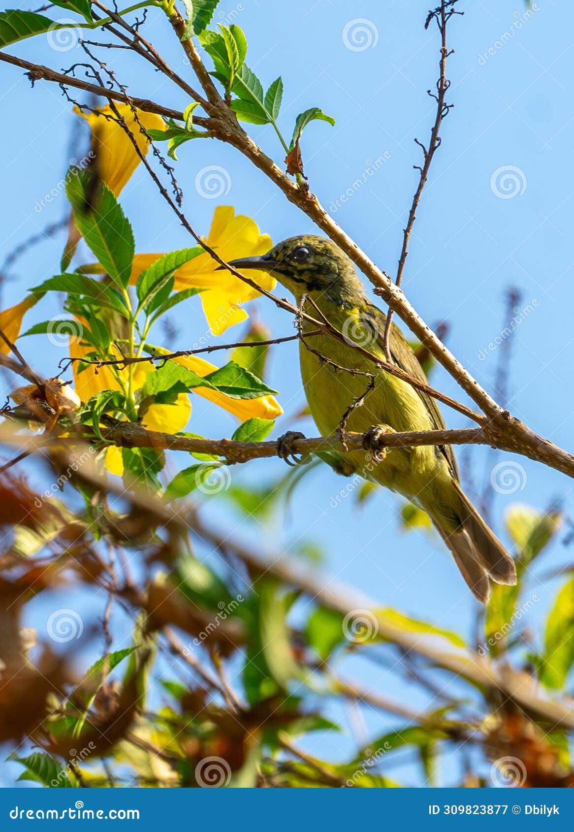 A Sunbird Sits in a Yellow Elder Tree. Stock Image - Image of bird ...