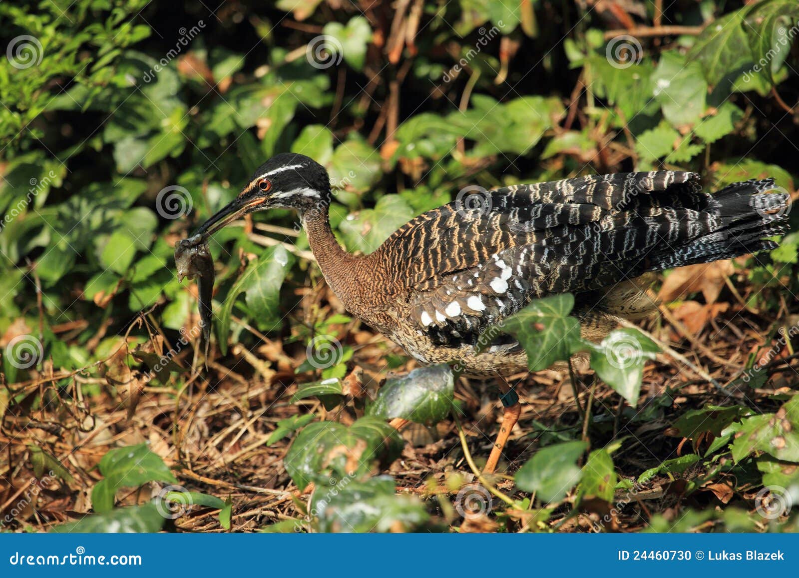 Sunbittern stock photo. Image of plumage, bird, sunbittern - 24460730