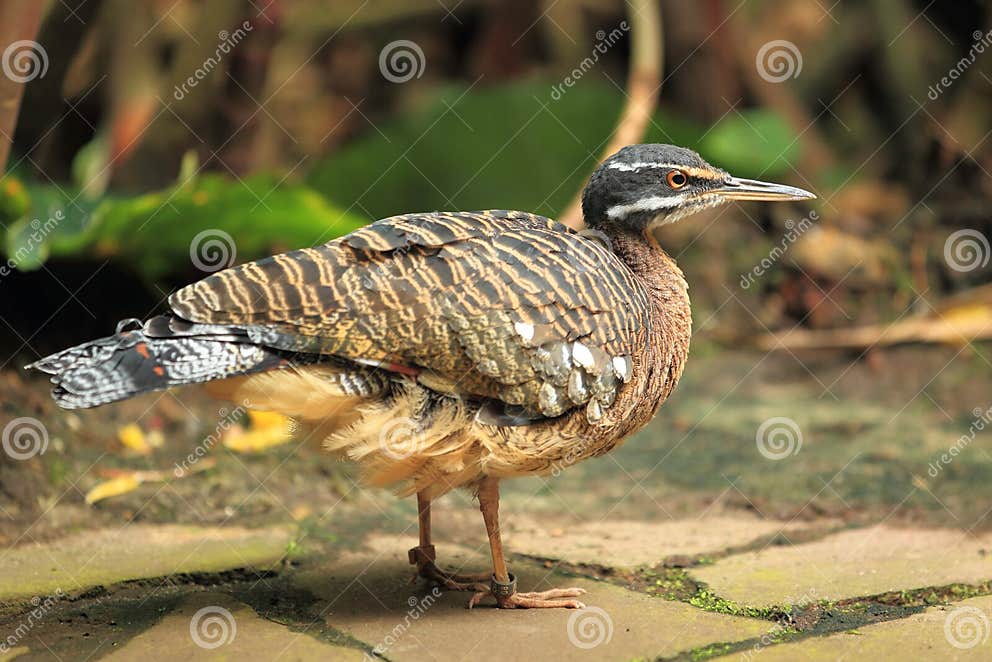 Sunbittern stock image. Image of helias, paving, sunbittern - 28741201