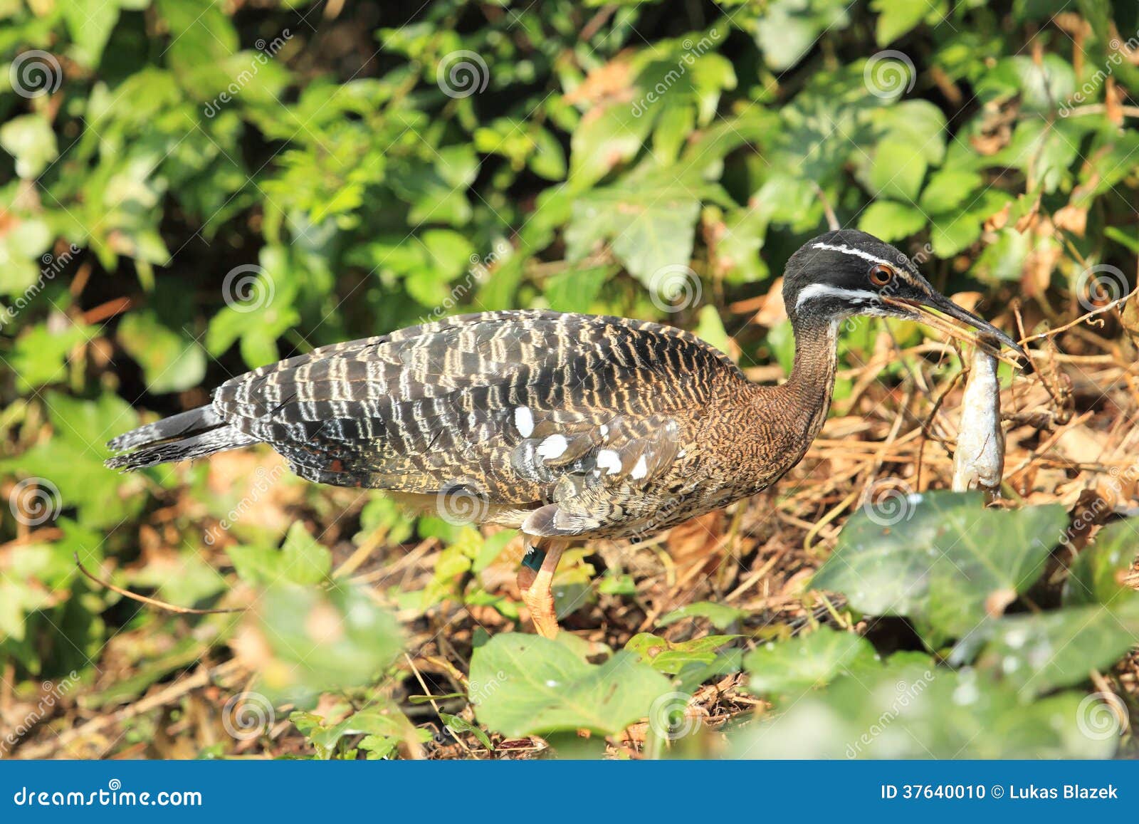 Sunbittern stock photo. Image of animal, fish, sunbittern - 37640010