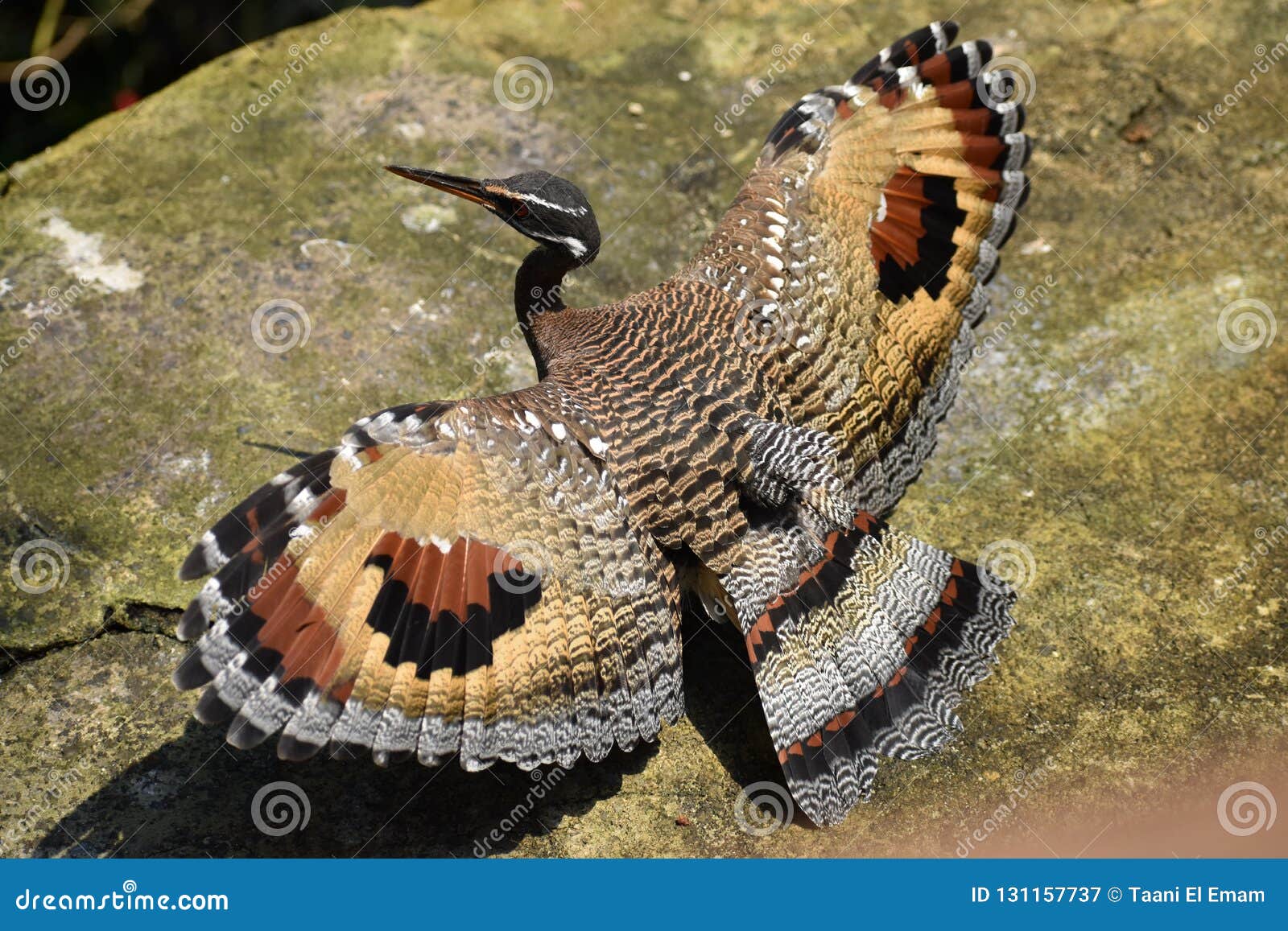 Sunbittern Bird Out Stretched Wings Stock Image - Image of feathers ...