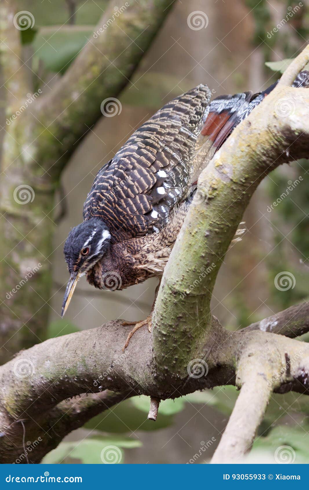 Sunbittern Eurypyga helias stock image. Image of sunbittern - 93055933