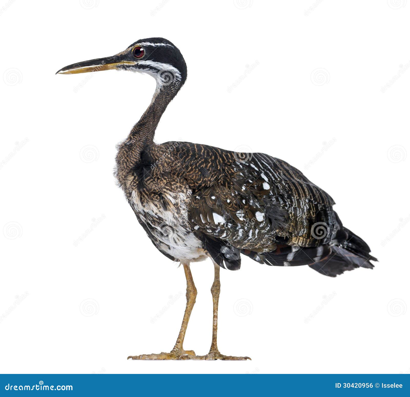 Sunbittern - Eurypyga Helias Stock Photography | CartoonDealer.com ...