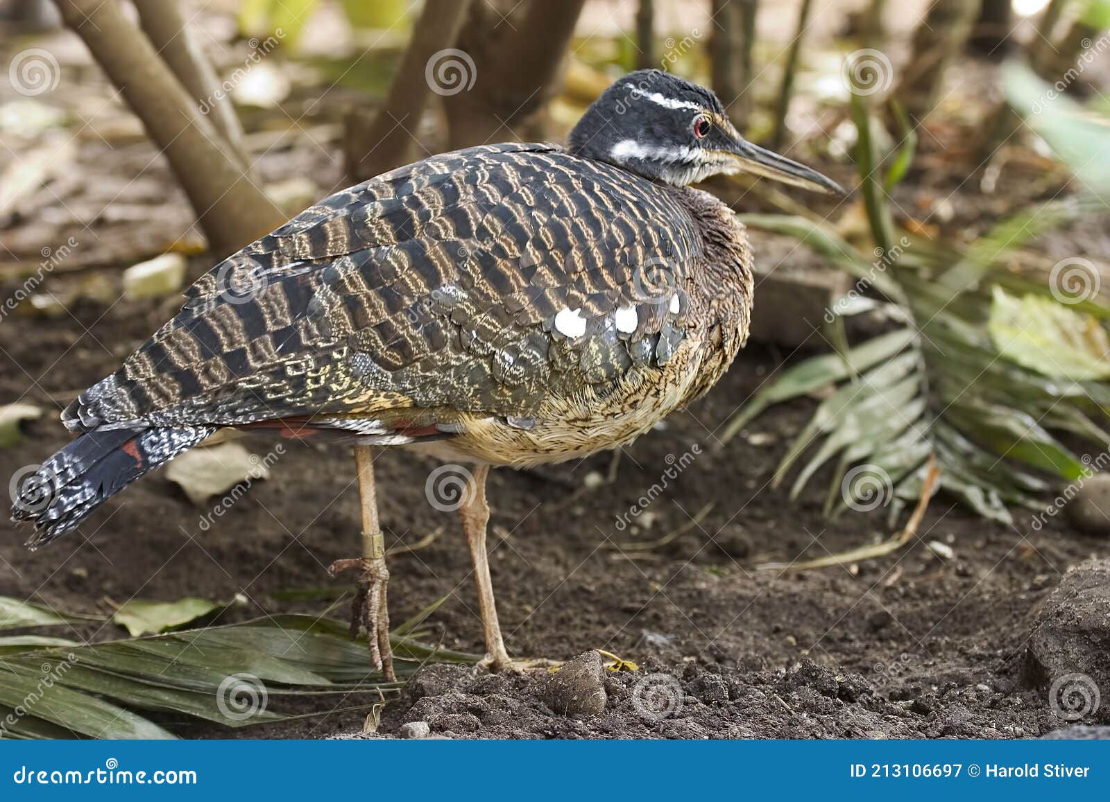 Sunbittern, Eurypyga Helias, Relaxing on Shore Stock Image - Image of ...