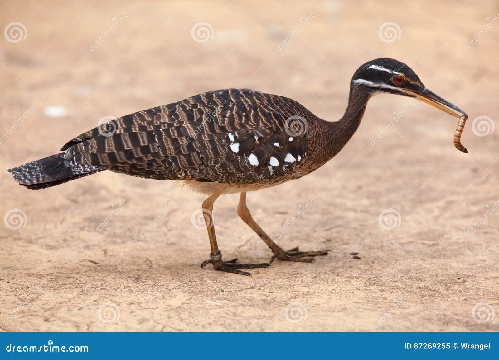 Sunbittern Eurypyga Helias. Stock Image - Image of catching, american ...