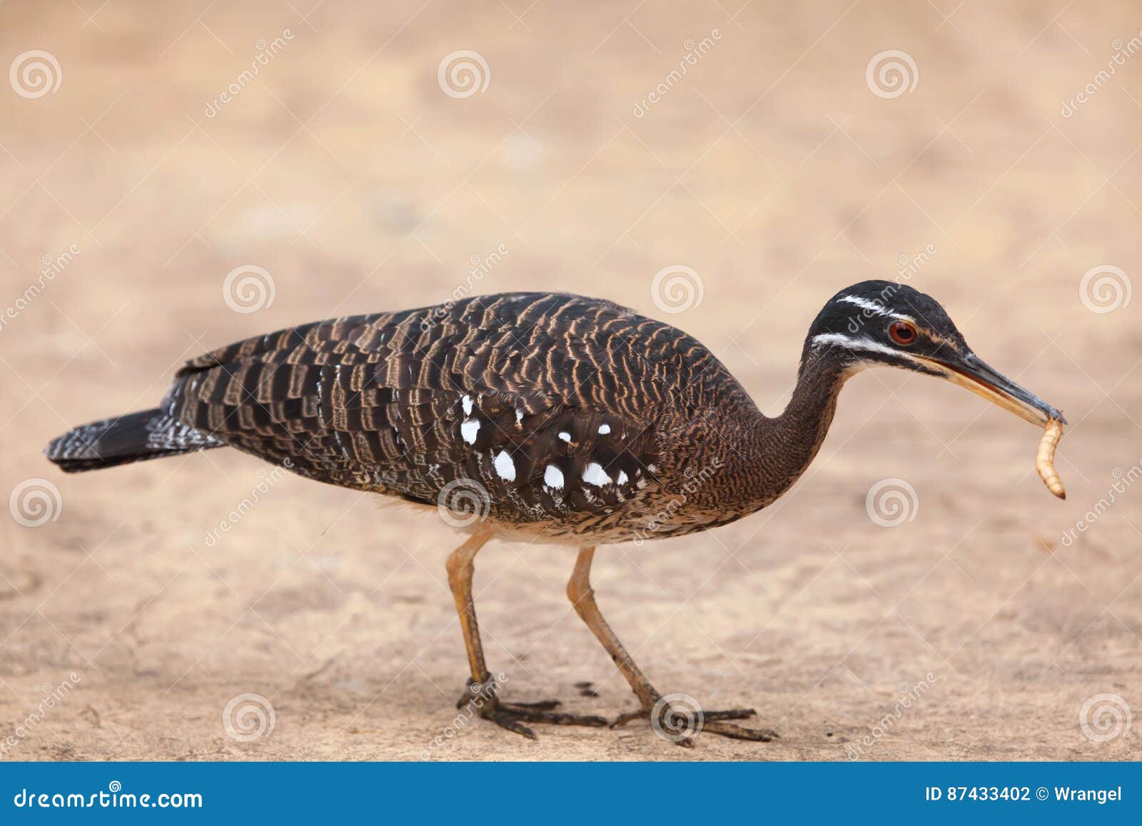 Sunbittern Eurypyga Helias. Stock Photo - Image of catching, panama ...
