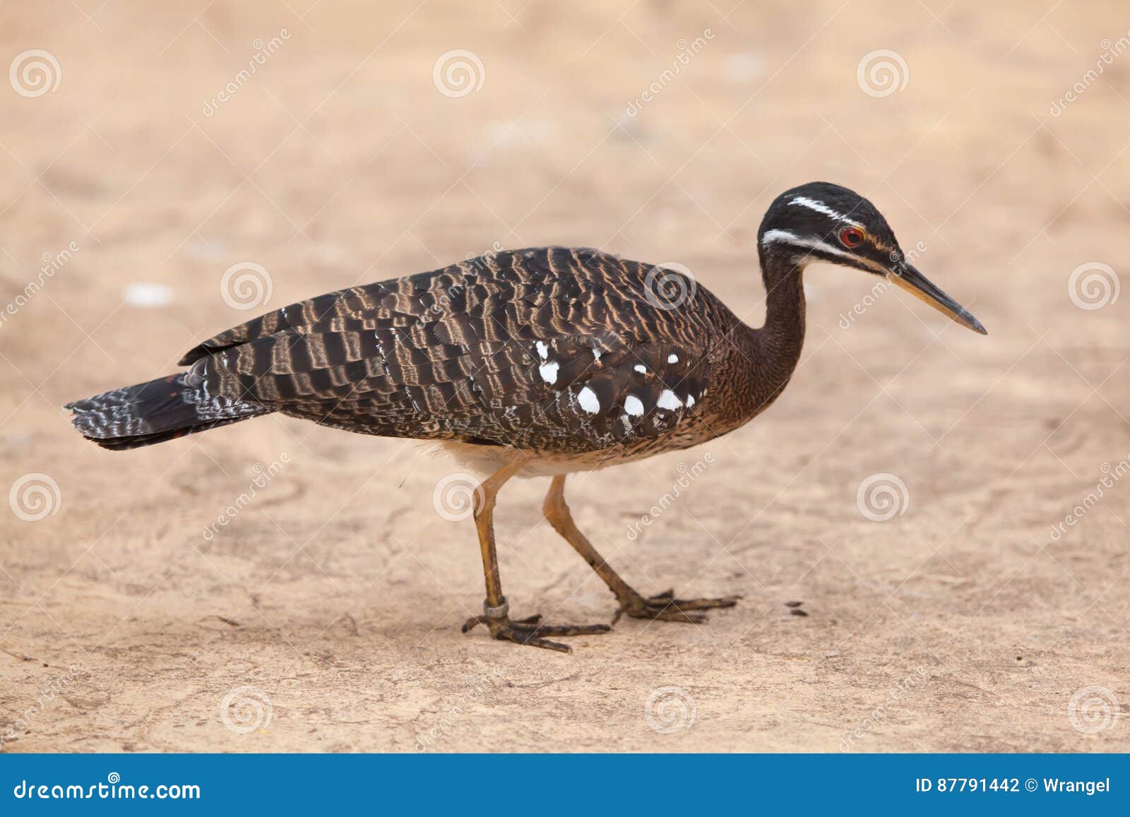 Sunbittern Eurypyga Helias. Stock Photo - Image of life, animals: 87791442