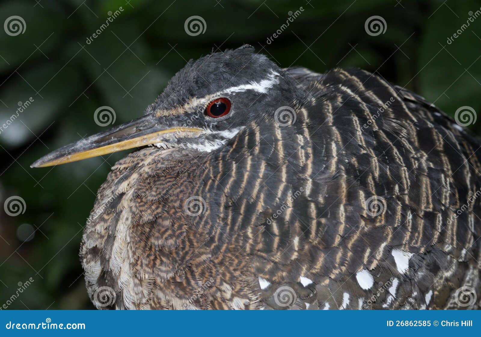 Sunbittern Face stock image. Image of feather, sunbitterns - 26862585