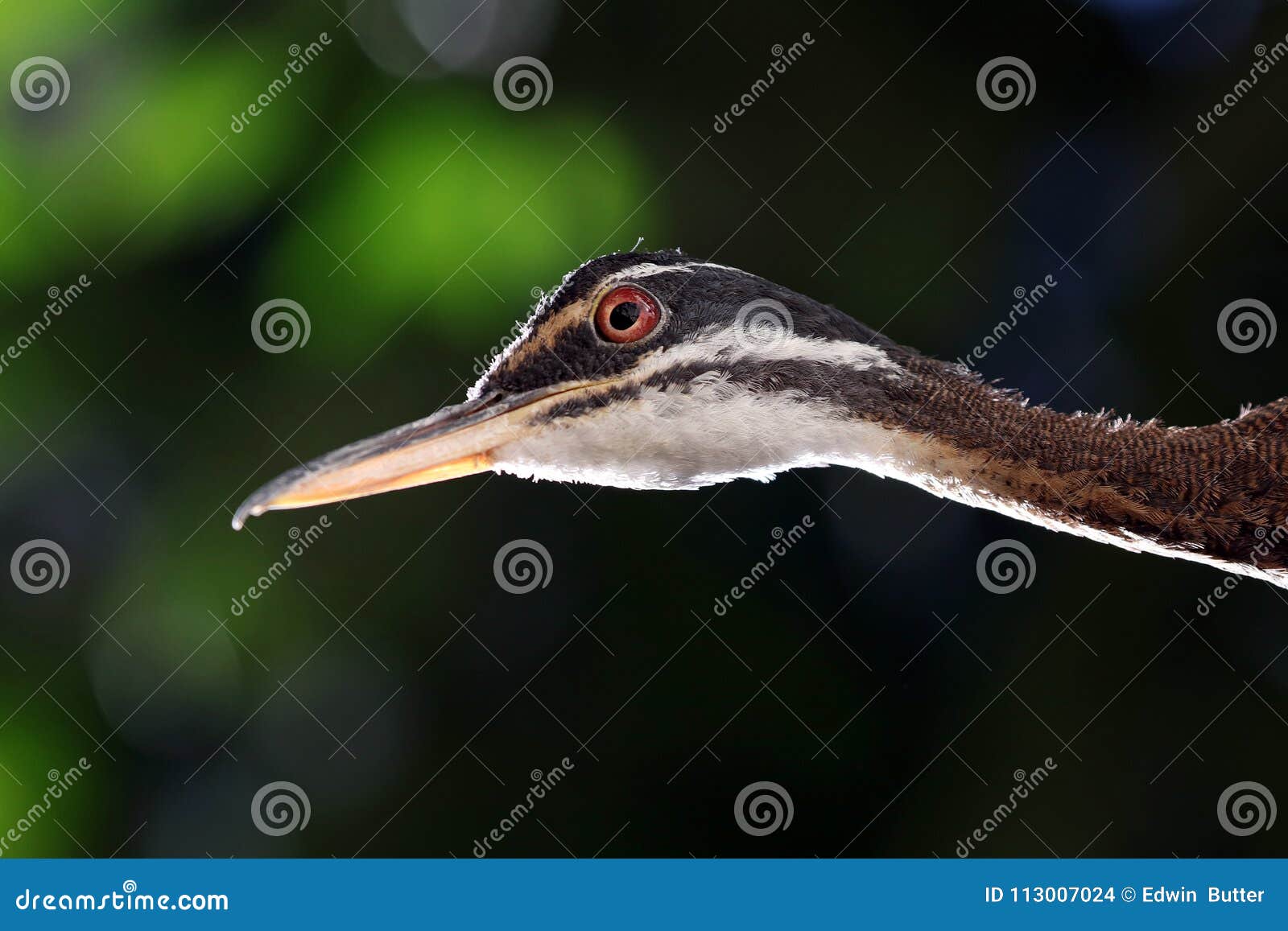Greater Sunbittern Stock Photos - Free & Royalty-Free Stock Photos from ...