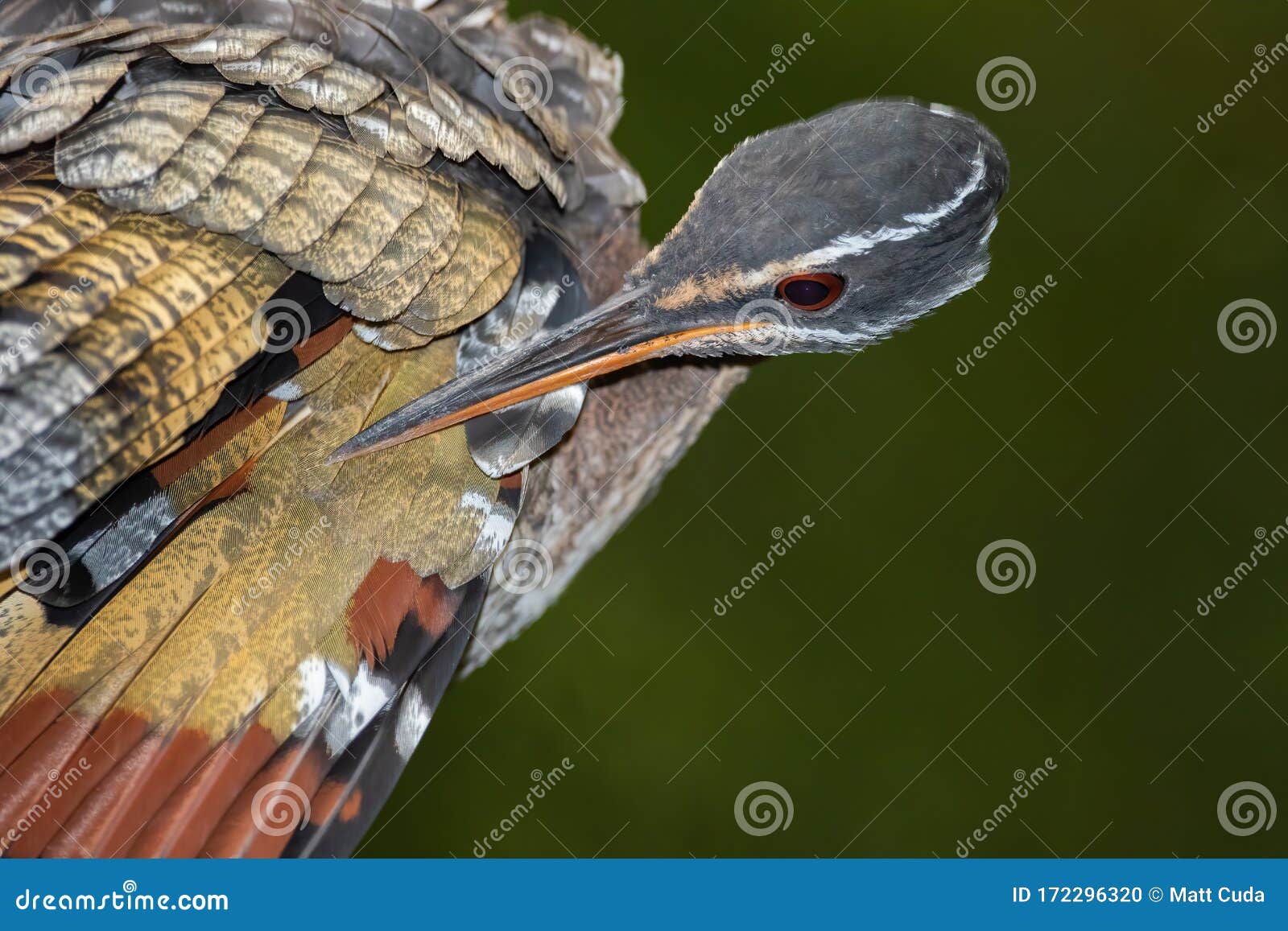 A sunbittern preening stock photo. Image of green, feathers - 172296320