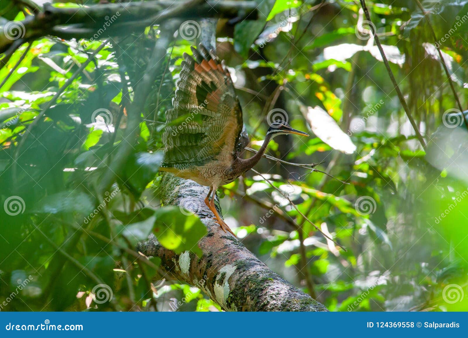 Sunbittern stock photo. Image of helias, eurypyga, rainforest - 124369558