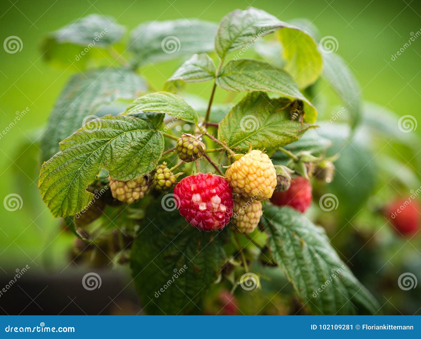 Sunburn on raspberry fruit stock image. Image of closeup - 102109281
