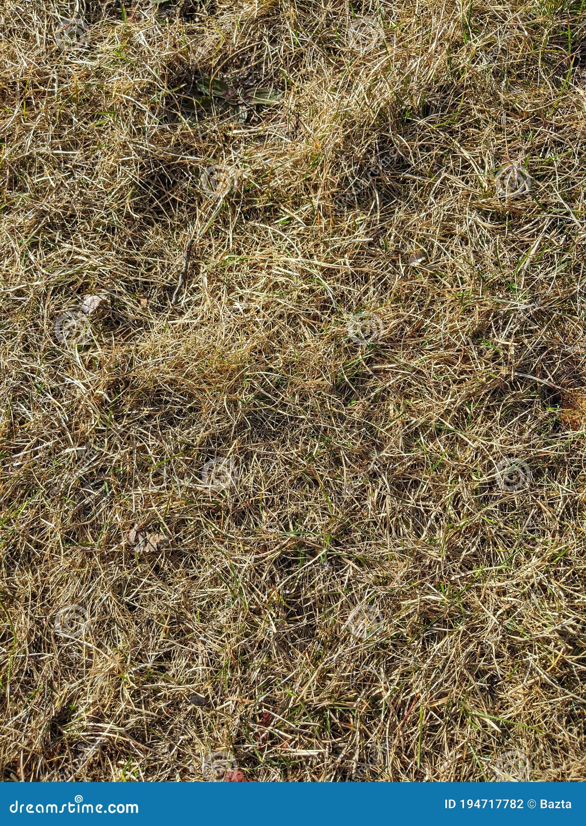 Sunburnt Old Grass in the Garden Stock Photo - Image of nature, long ...