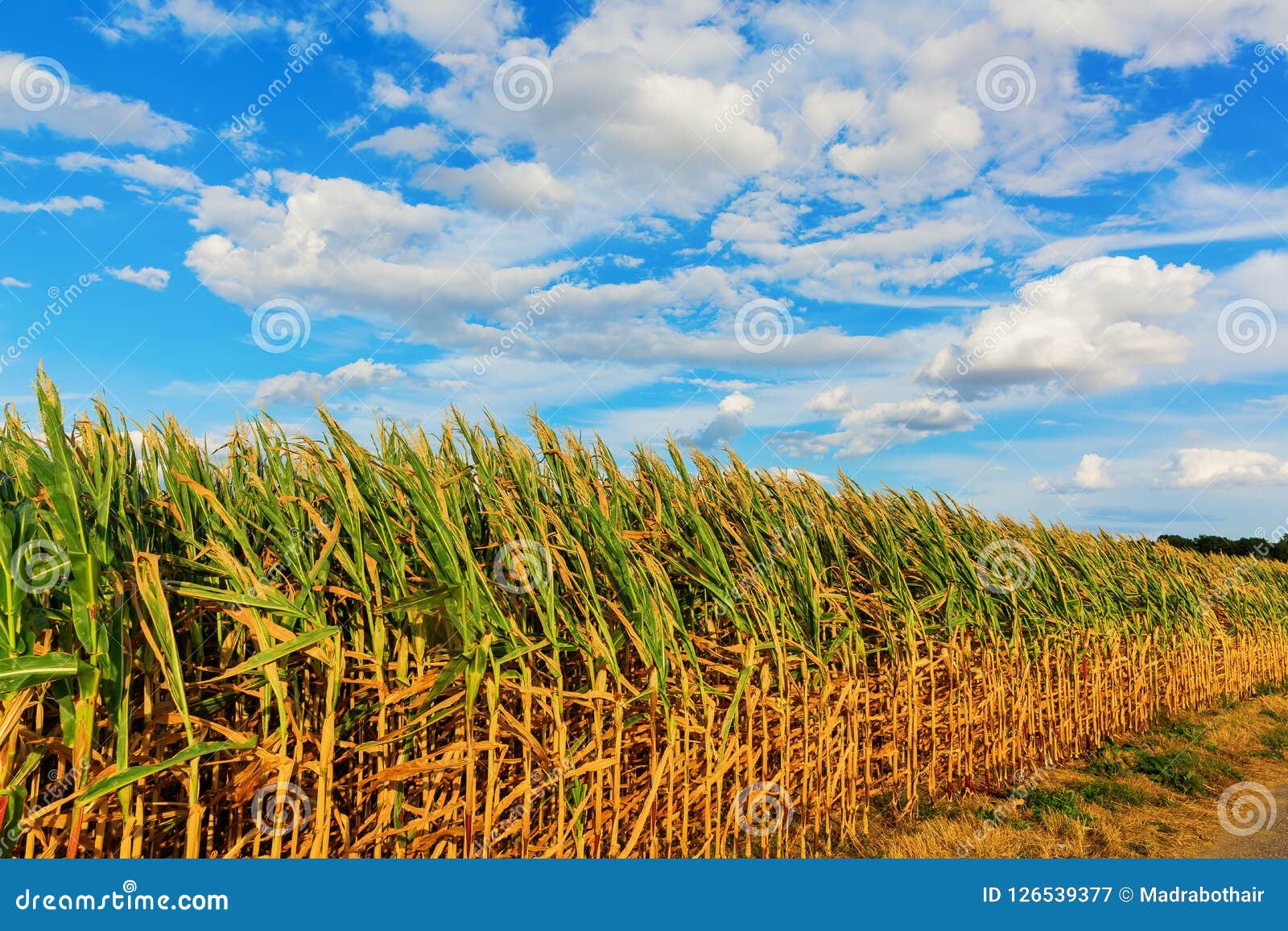 Sunburnt and Withered Corn Field Stock Image - Image of withered ...