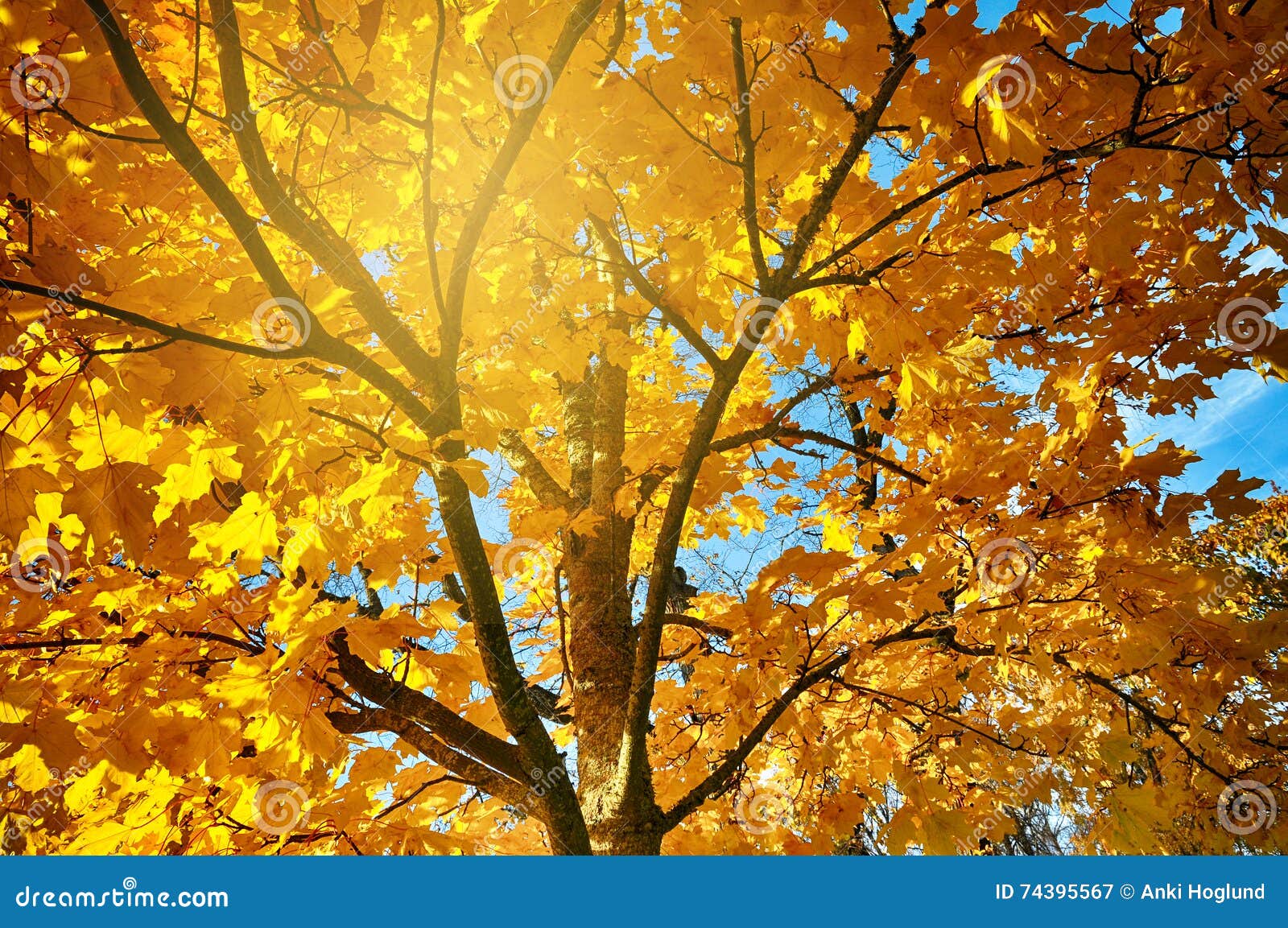 Sunburst through Autumn Leaves Stock Image - Image of fall, abstract ...