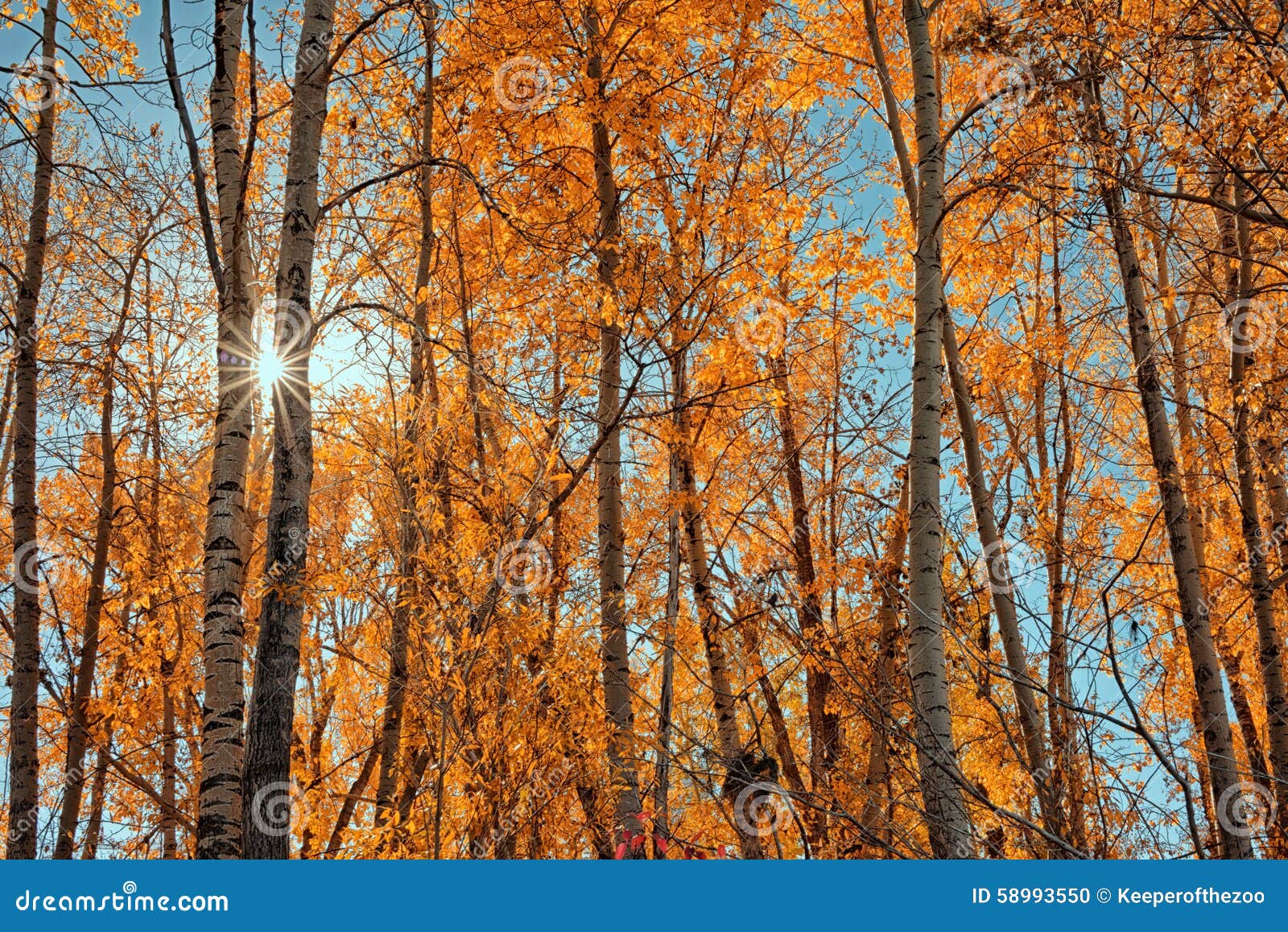 Sunburst through Autumn Trees Stock Photo - Image of burst, golden ...