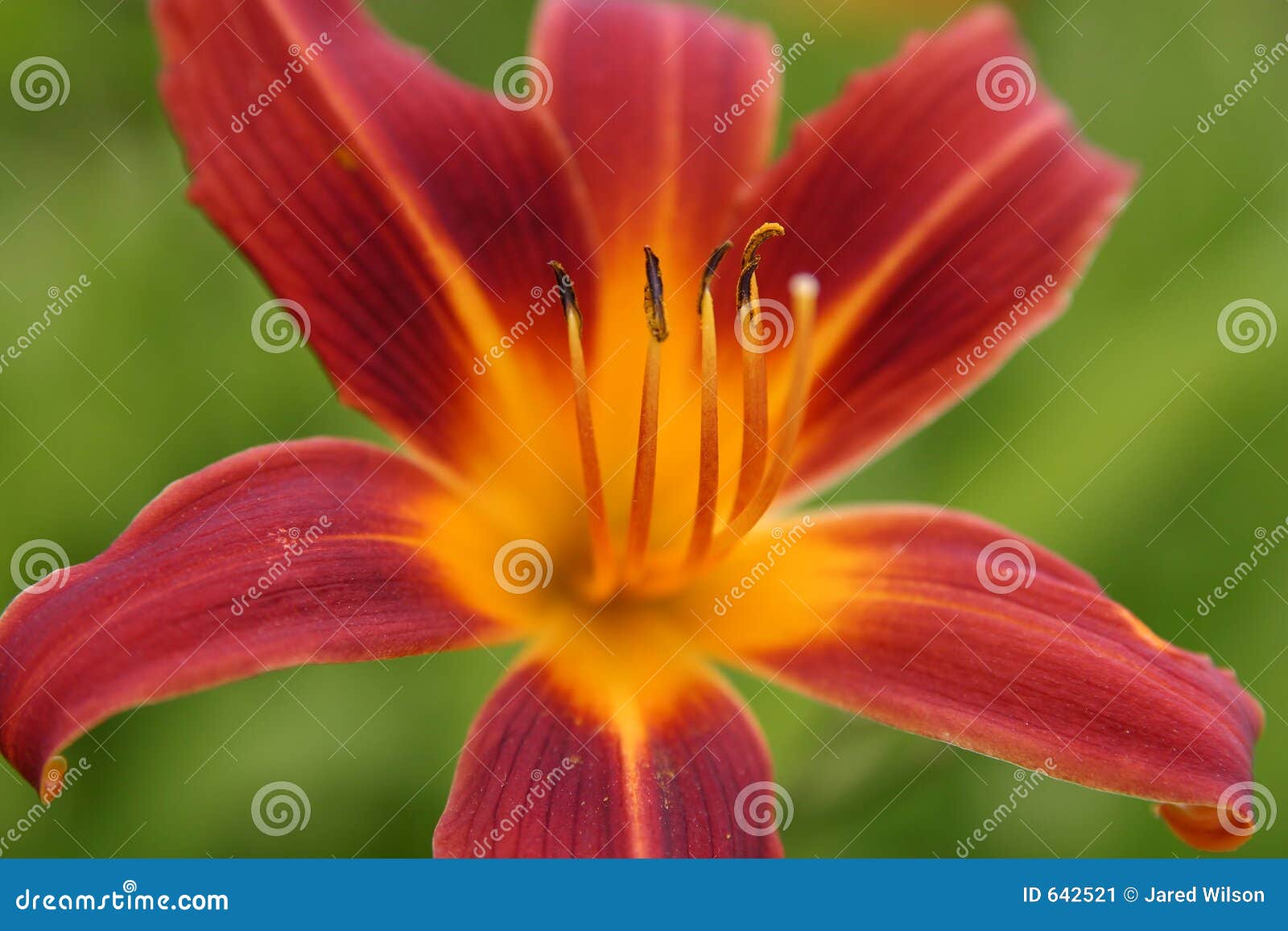 Sunburst flower stock image. Image of stem, floral, bloom - 642521